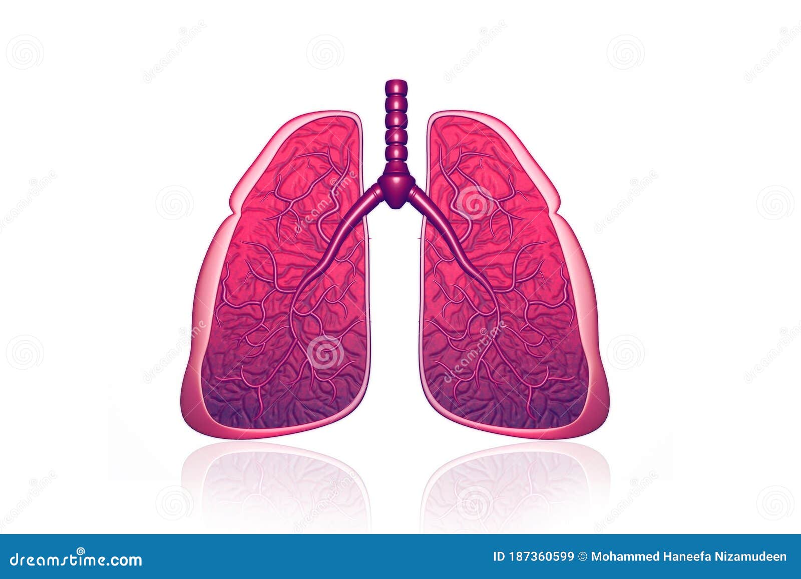 Lungs With Cross Checkmark Line Icon. Diseases Internal Organ, Lung ...