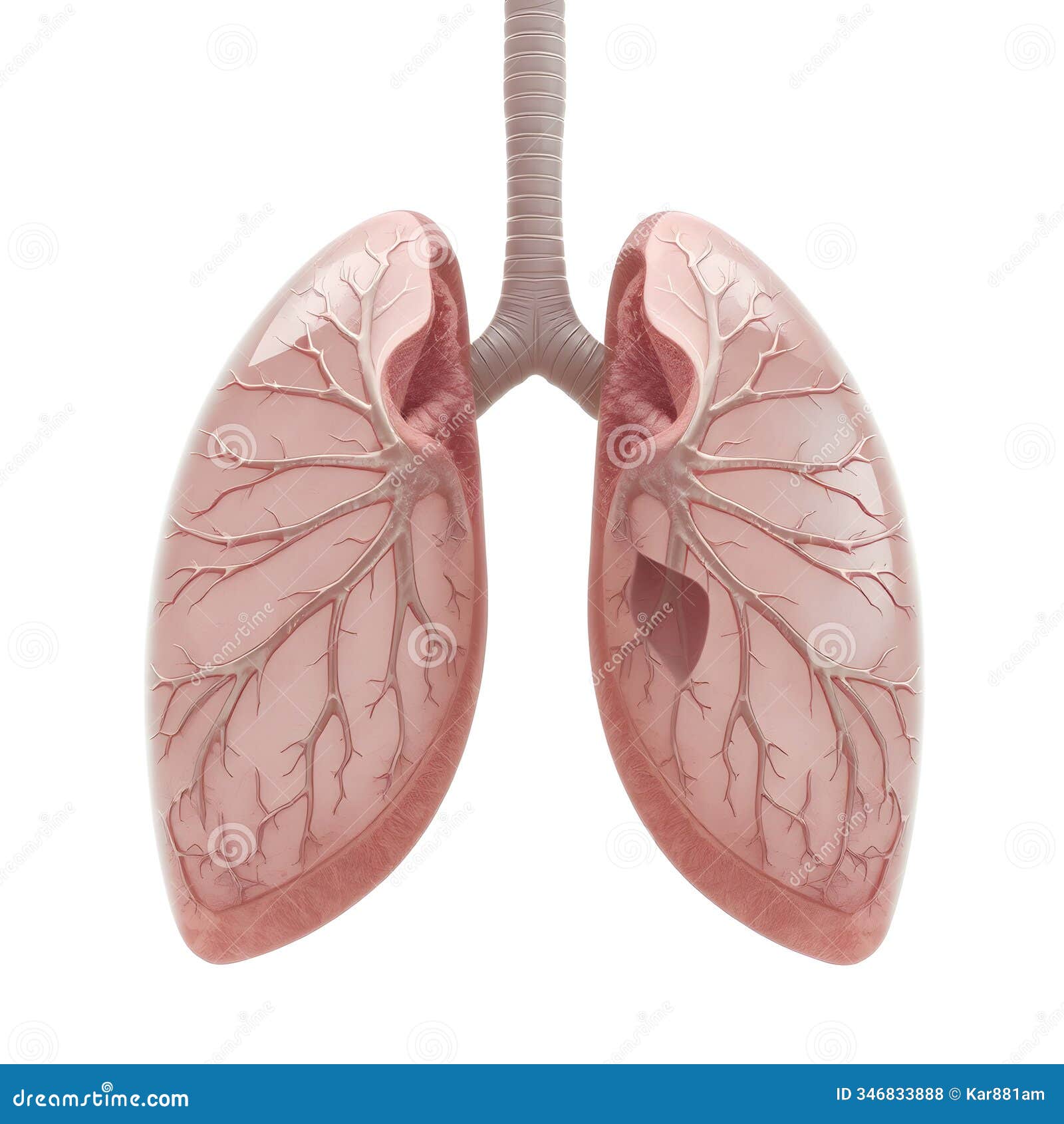 Human Lungs 3d with Deep Details. AI Stock Illustration - Illustration ...