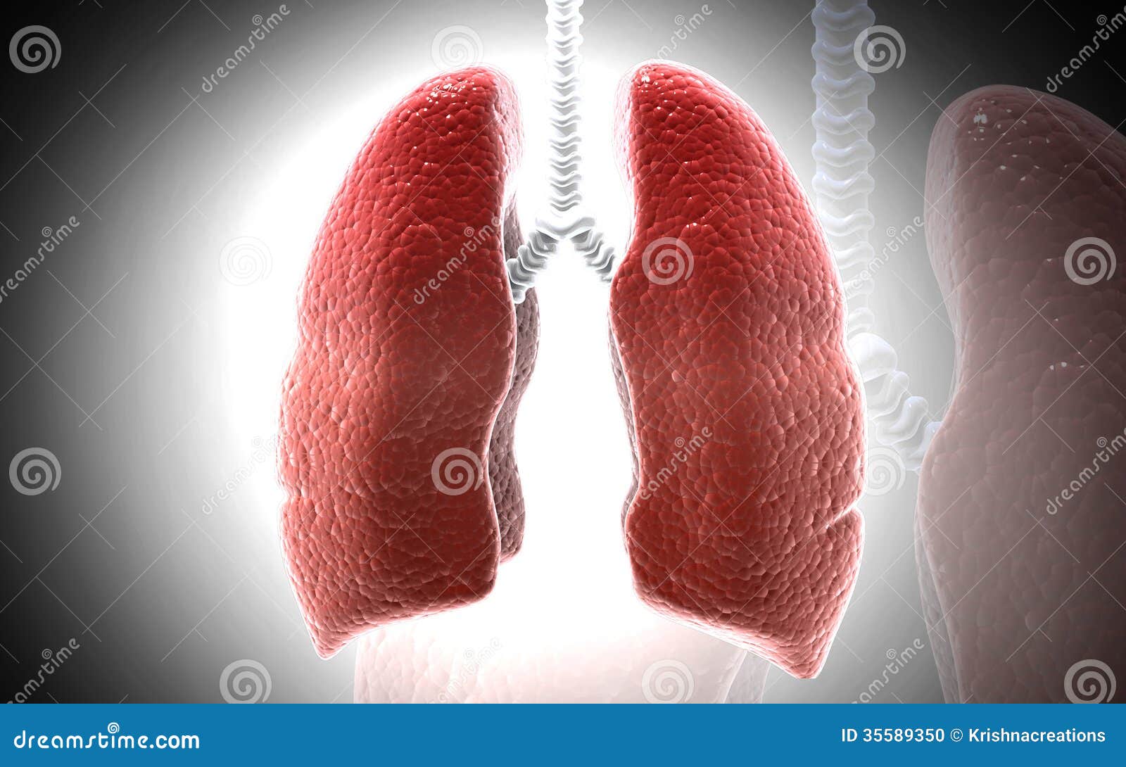 Human lungs stock illustration. Illustration of anatomy - 35589350
