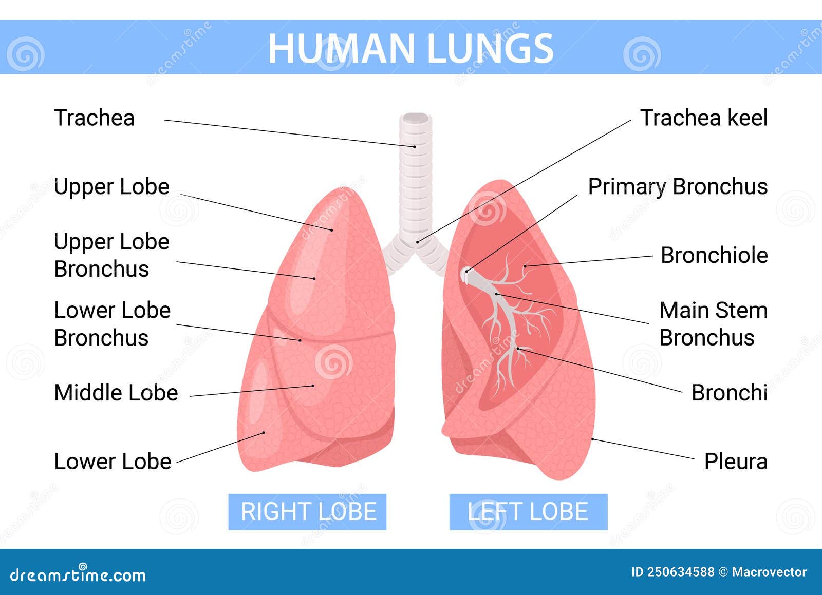 Human Lungs Flat Infographics Stock Vector - Illustration of health ... Human Lungs Flat Infographics Stock Vector - Illustration of health ...