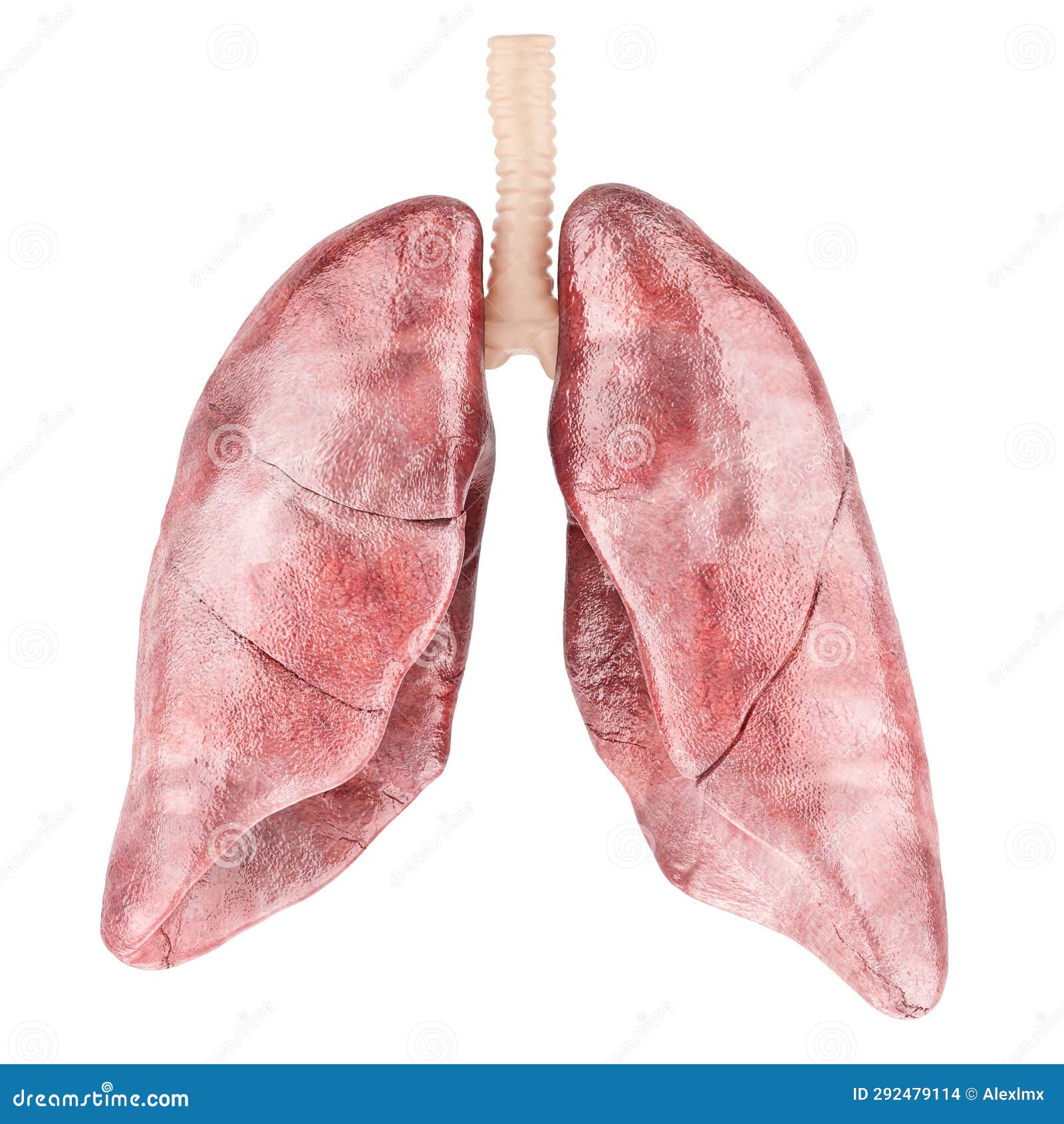 Human Lungs, Front View. 3D Rendering Stock Illustration - Illustration ...