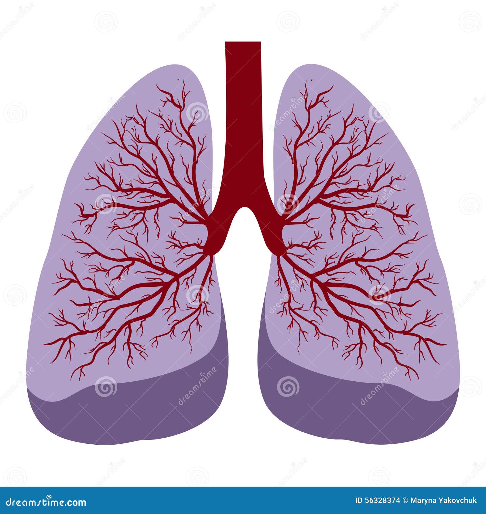 Human lungs stock vector. Illustration of hospital, cure - 56328374