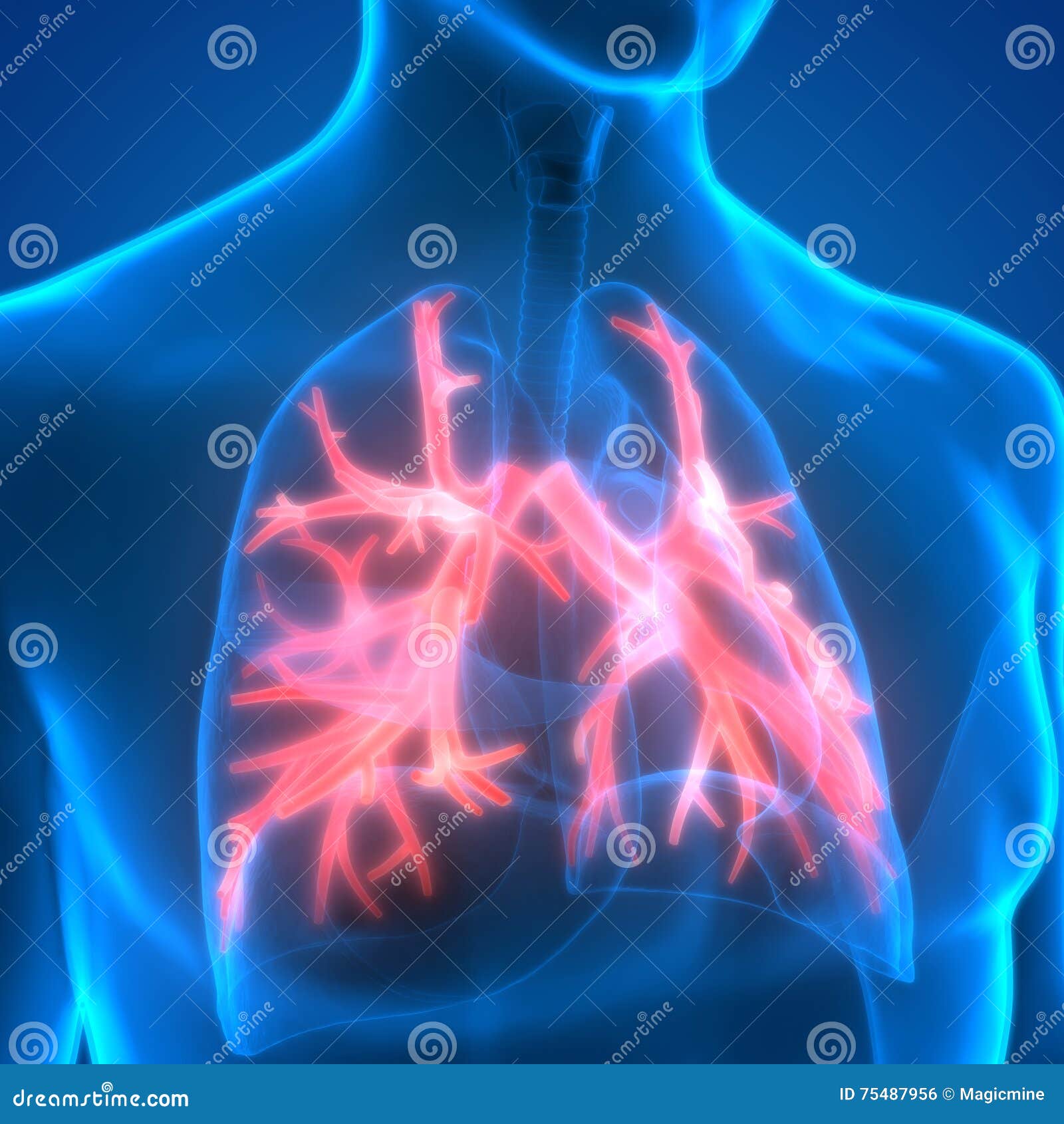 Human Lungs Inside Anatomy (Bronchioles) Stock Illustration ...