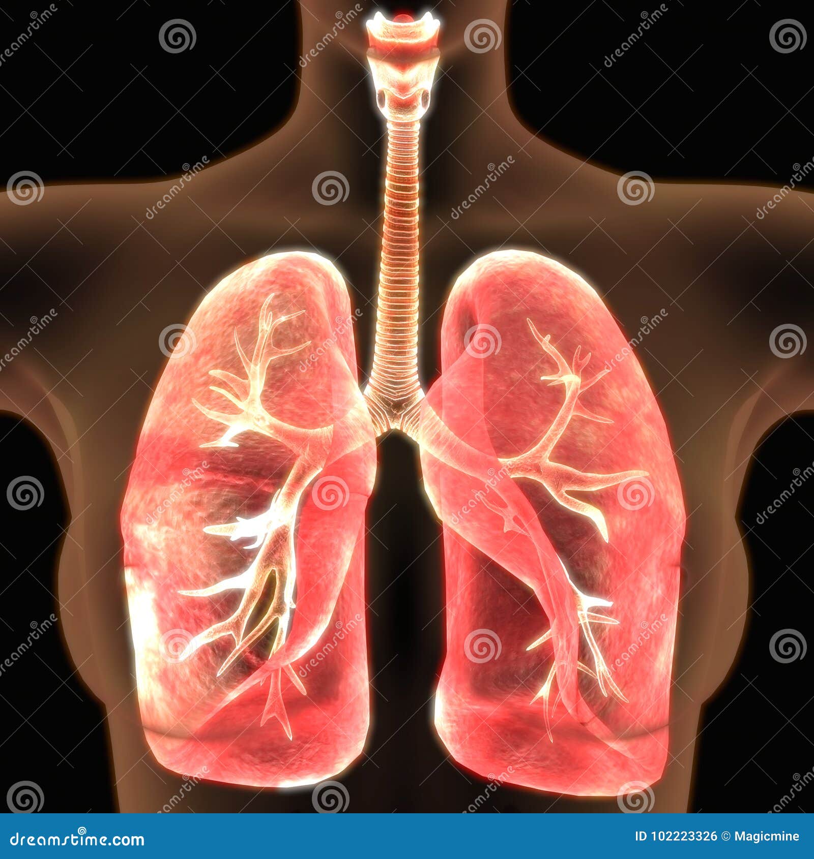 Human Lungs Inside Anatomy stock illustration. Illustration of abstract ...