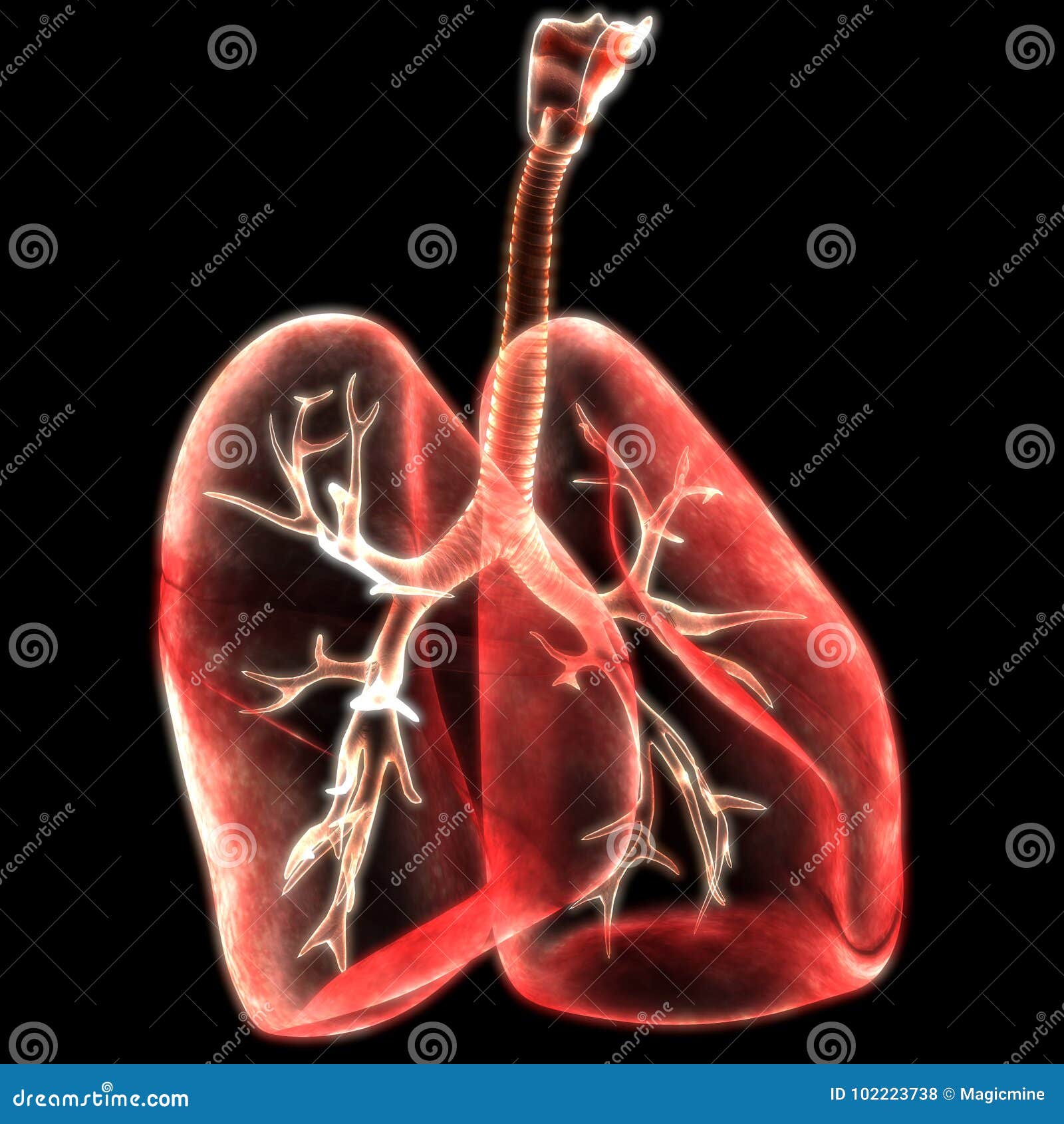 Human Lungs Inside Anatomy stock illustration. Illustration of healthy ...
