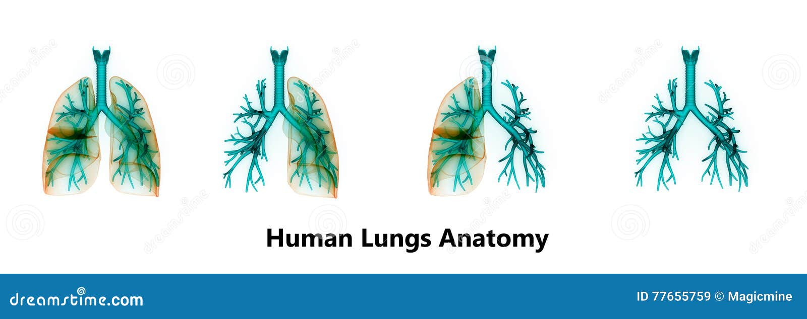 Human Lungs Inside Anatomy stock illustration. Illustration of bone ...
