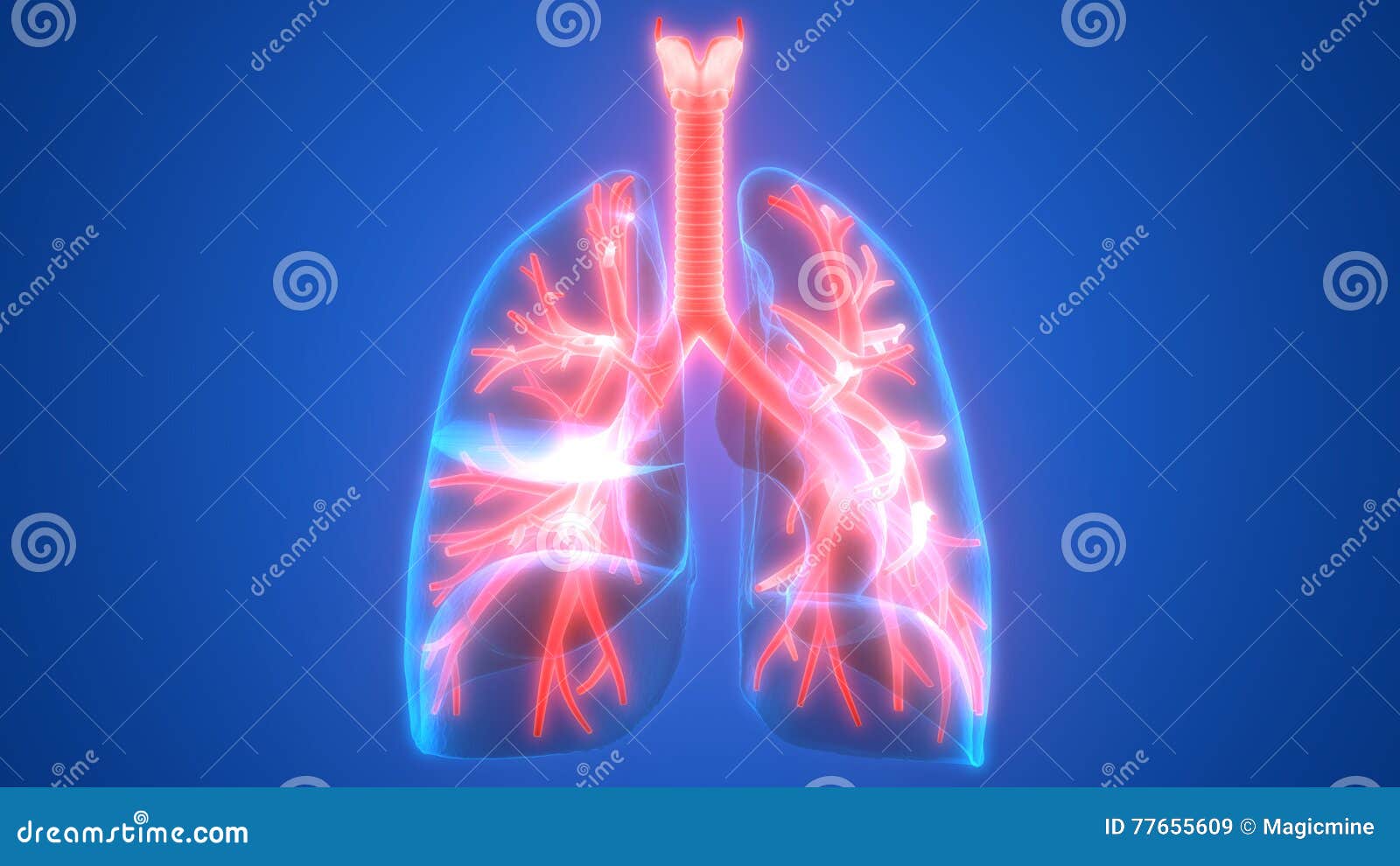 Human Lungs Inside Anatomy (Larynx, Trachea, Bronchioles) Stock ...