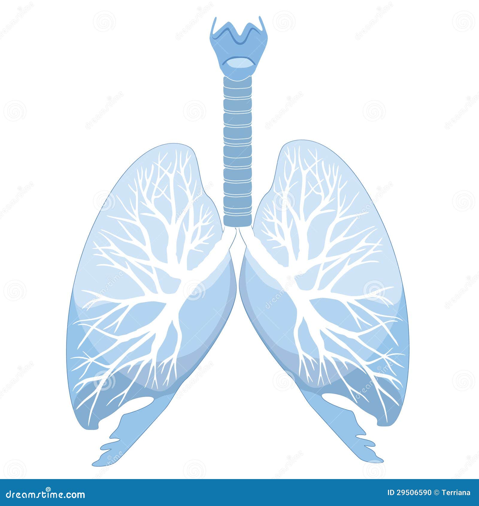 Human Lungs Isolated Over White Background Stock Vector - Illustration ...