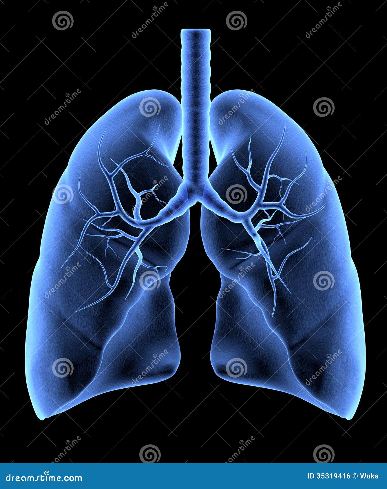 Human Lungs Anatomy, Medically Illustration Stock Image | CartoonDealer ...