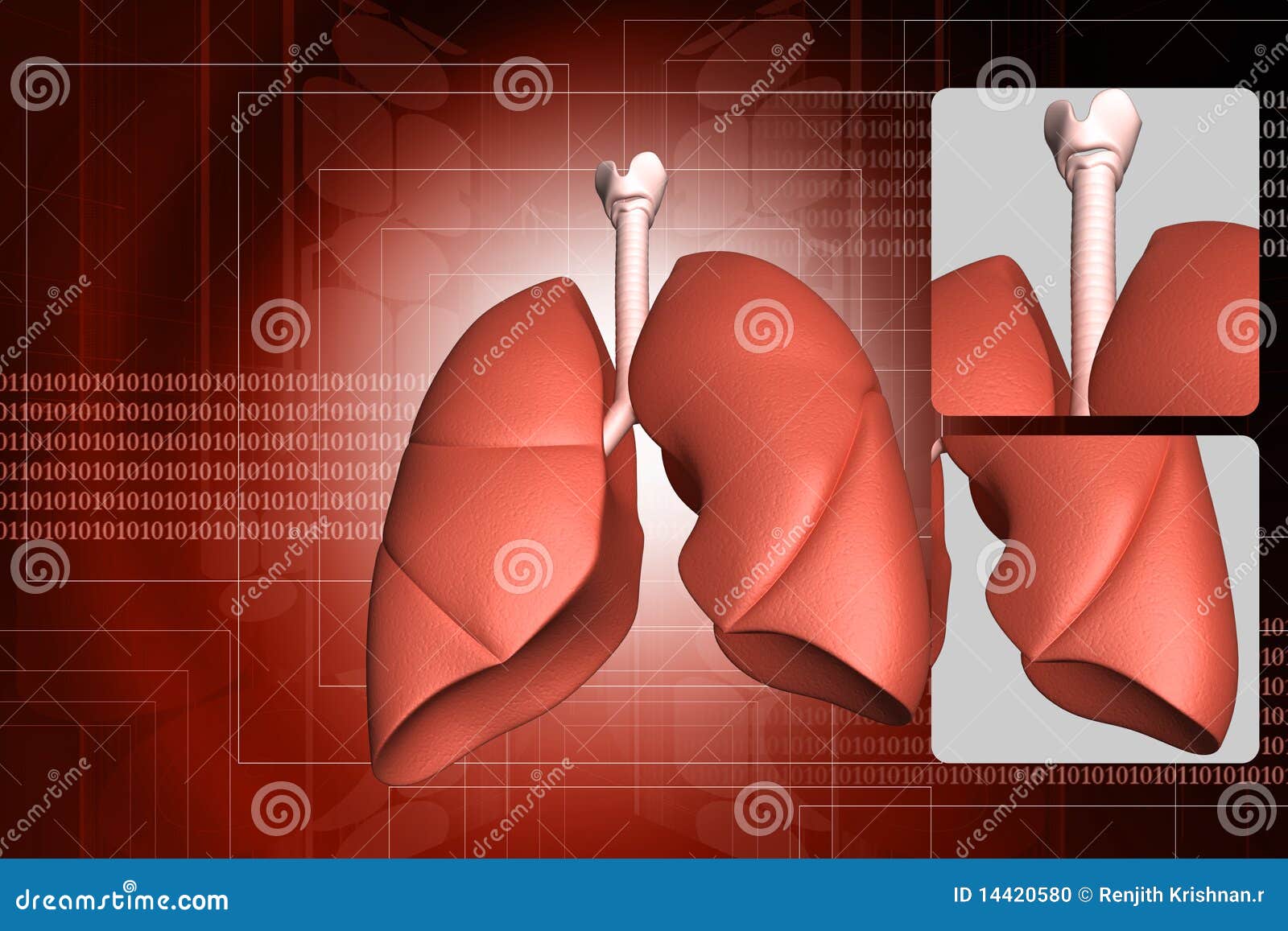 Human lungs and rib stock illustration. Illustration of human - 14420580