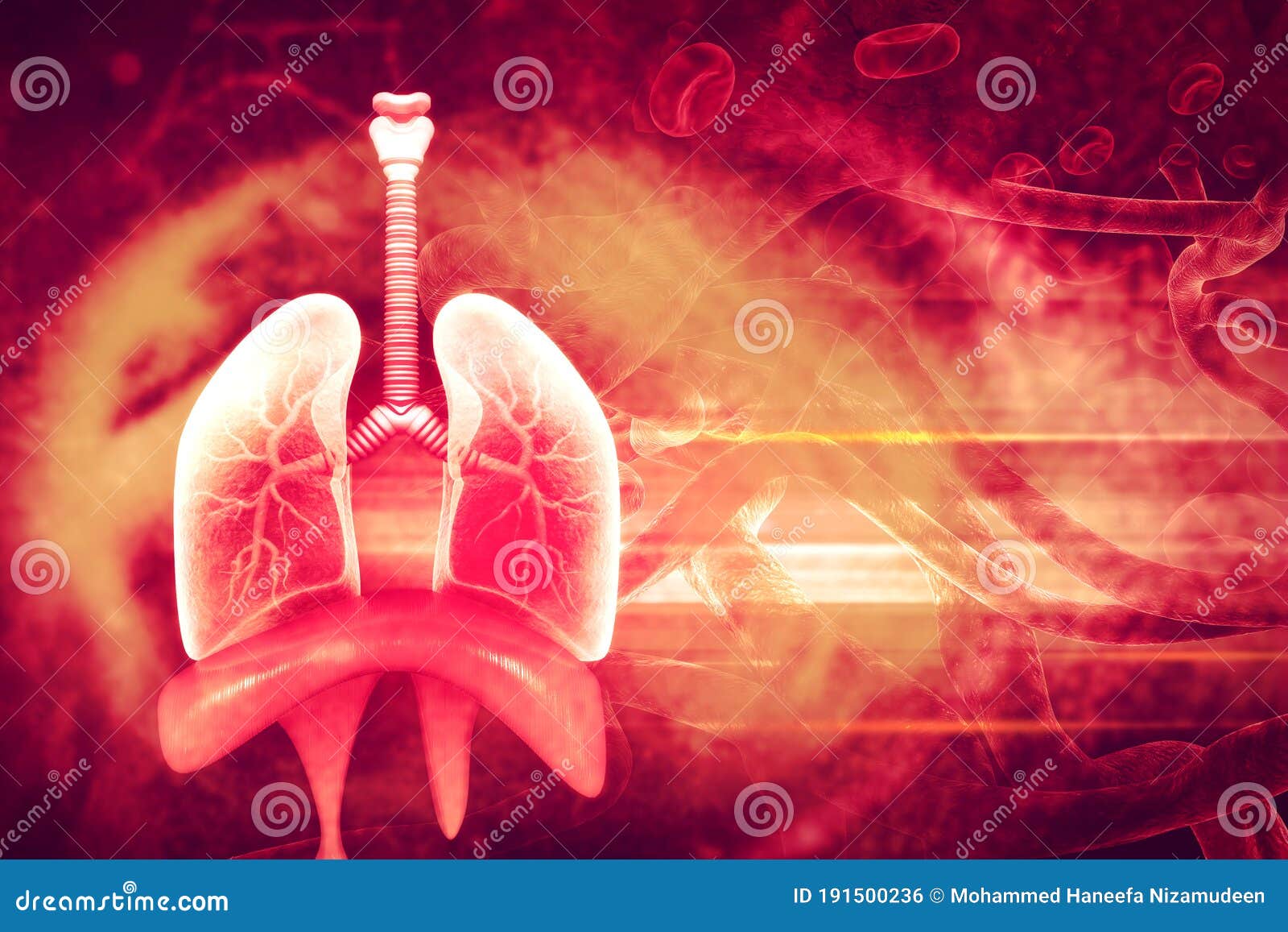 Human Lungs on Scientific Background Stock Illustration - Illustration ...