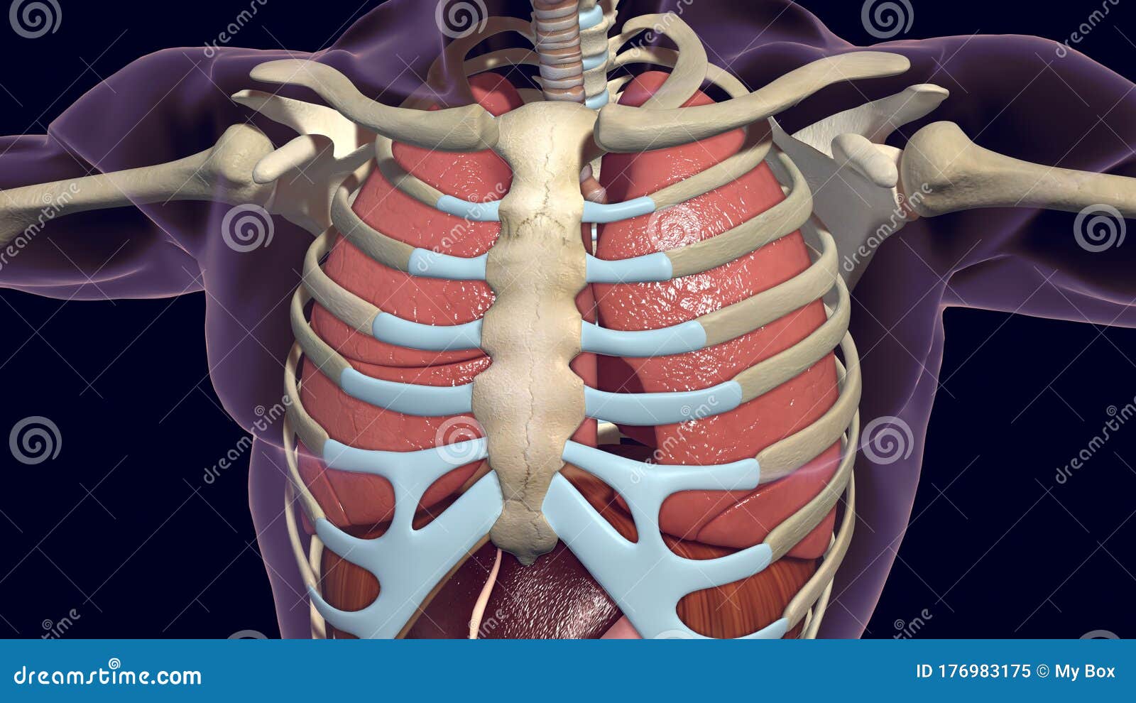 Human Lungs and Skeleton 3D Render Stock Illustration - Illustration of ...