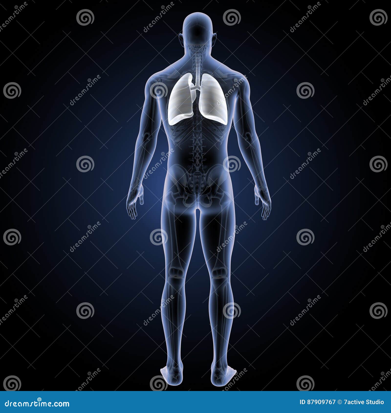 Human Lungs with Skeleton Posterior View Stock Illustration ...