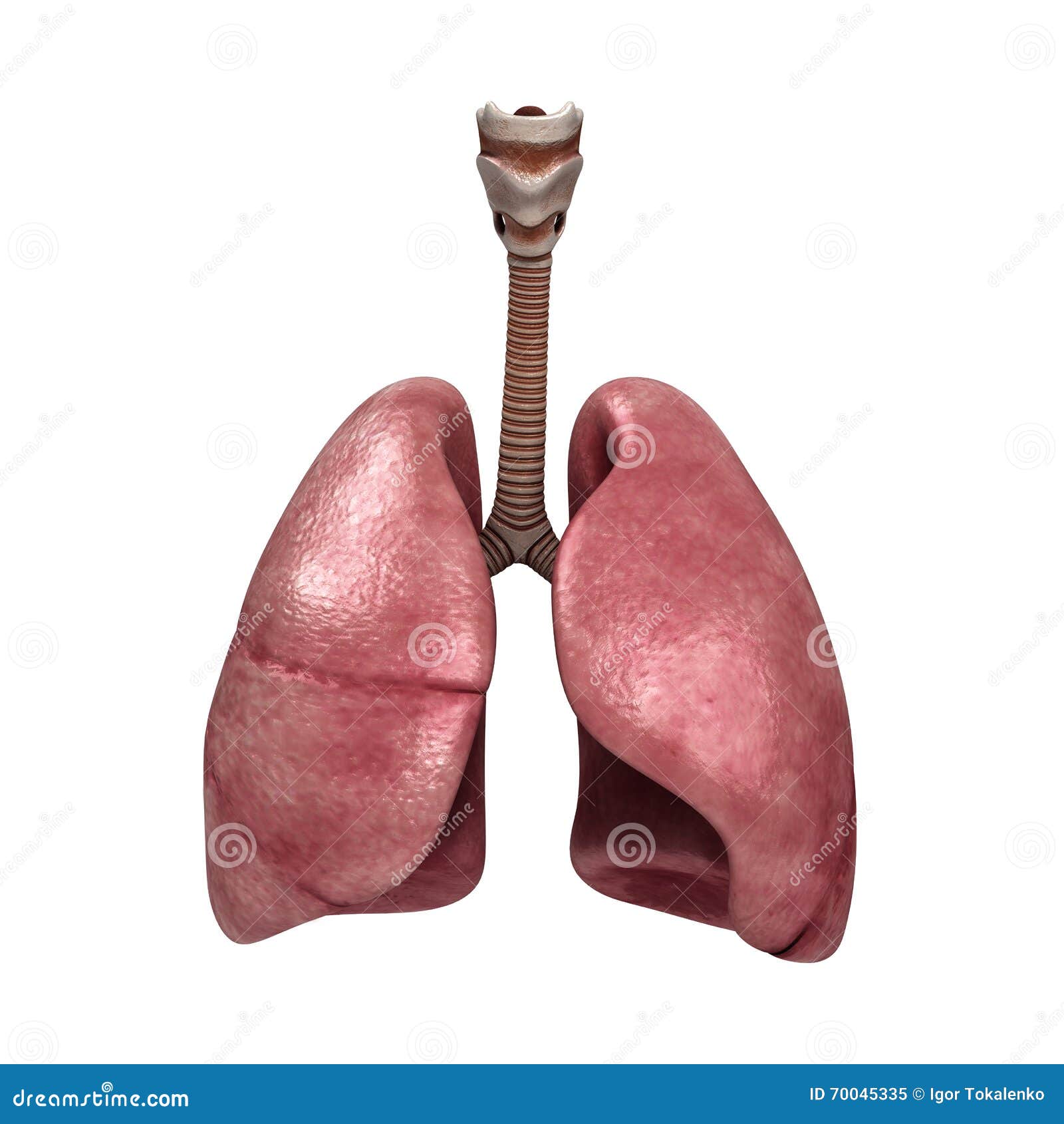 Human Lungs and Trachea. 3d Render Stock Illustration - Illustration of ...