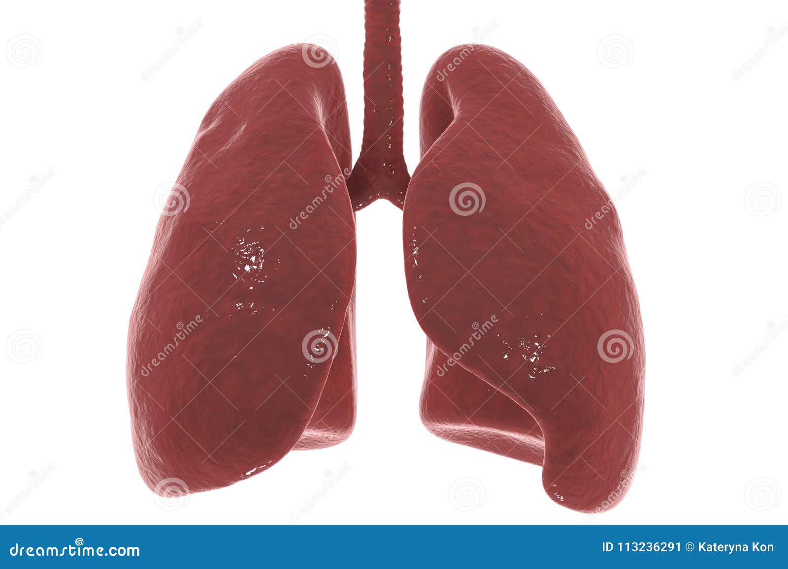 Human Lungs Real