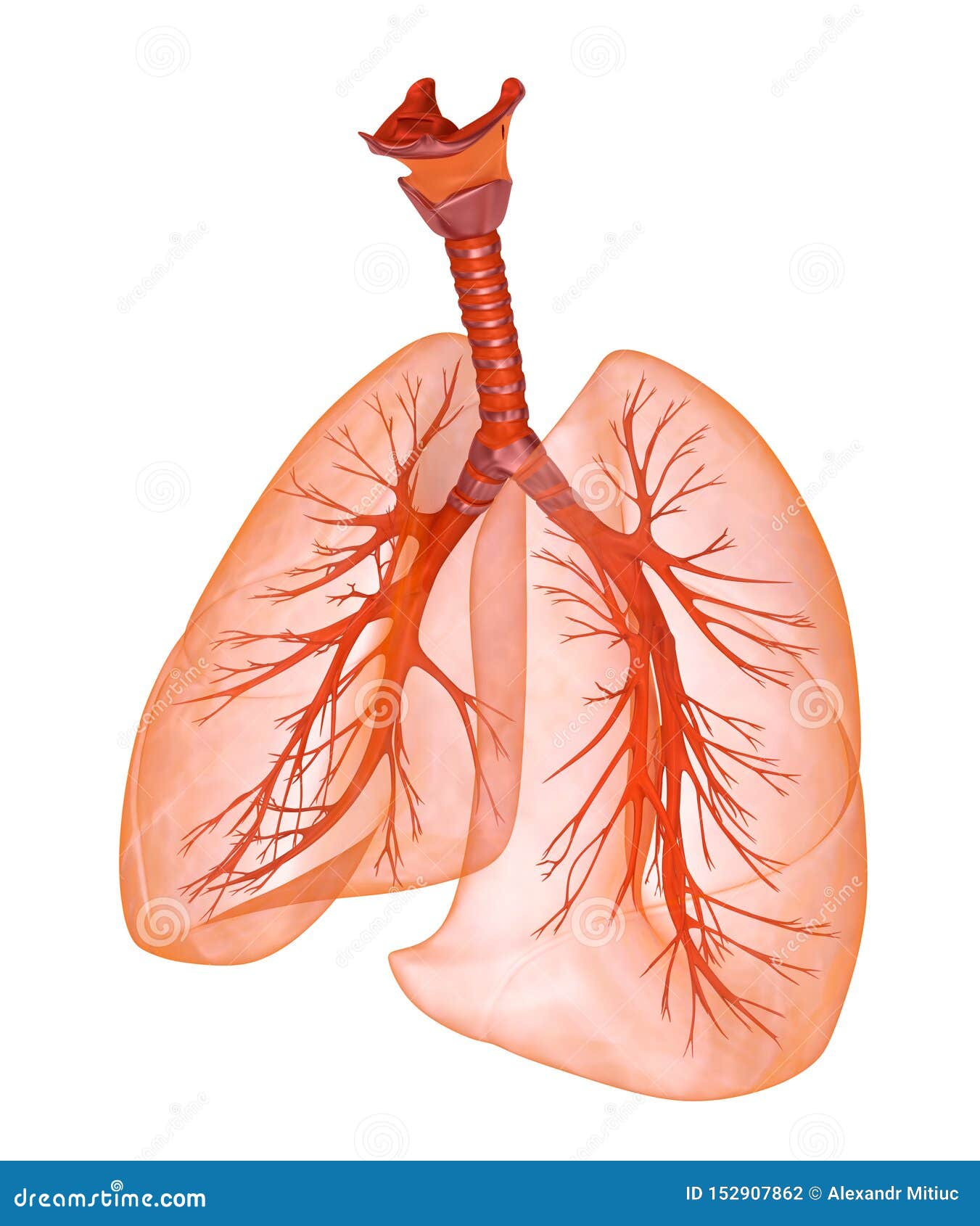 Human lungs and trachea stock illustration. Illustration of anatomy ...
