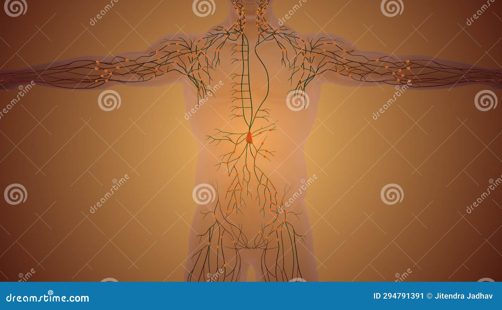 The Human Lymph Node Structure Stock Video - Video of nerve, system ...