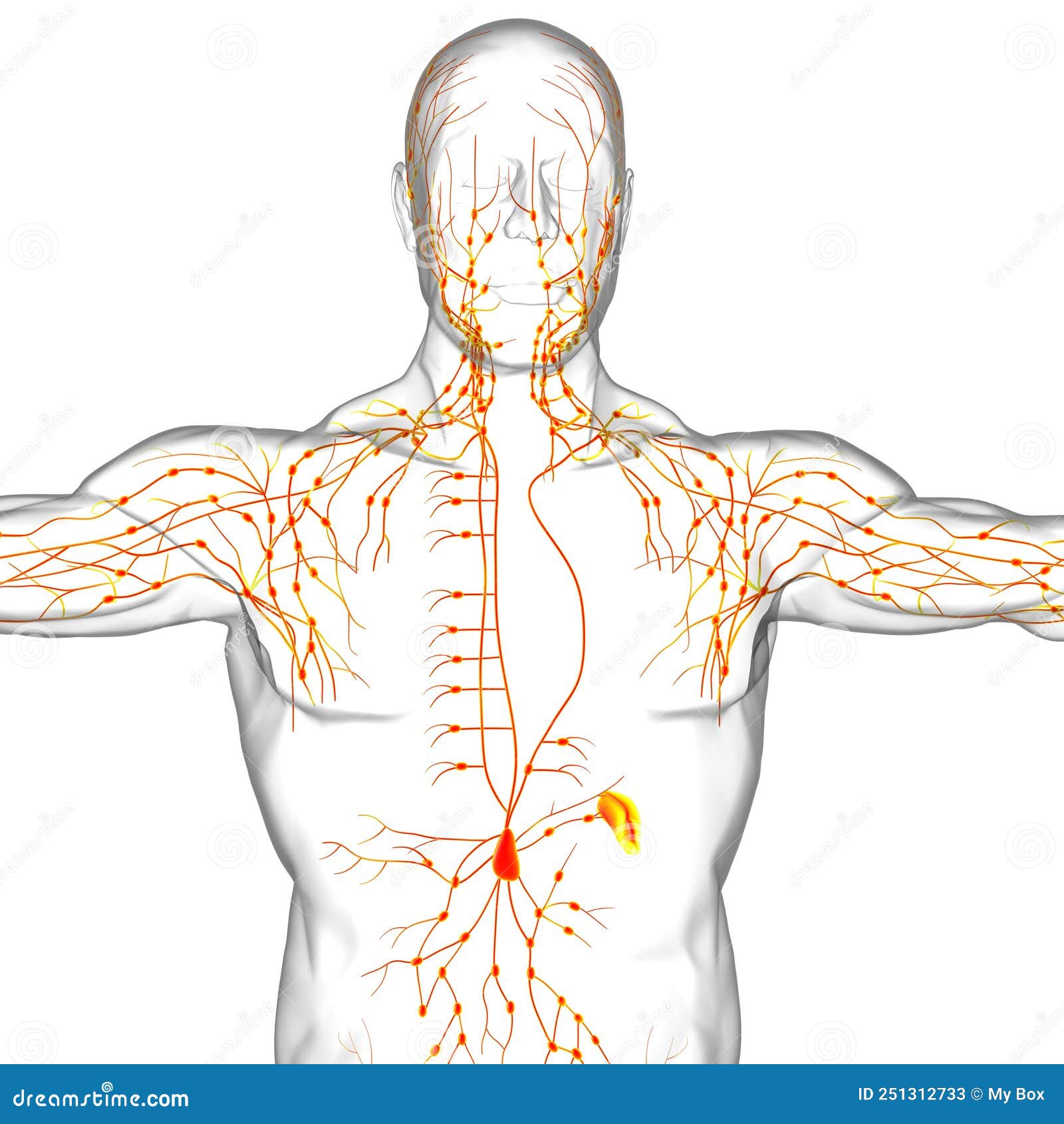 Human Lymph Nodes Anatomy For Medical Concept 3d Rendering Stock