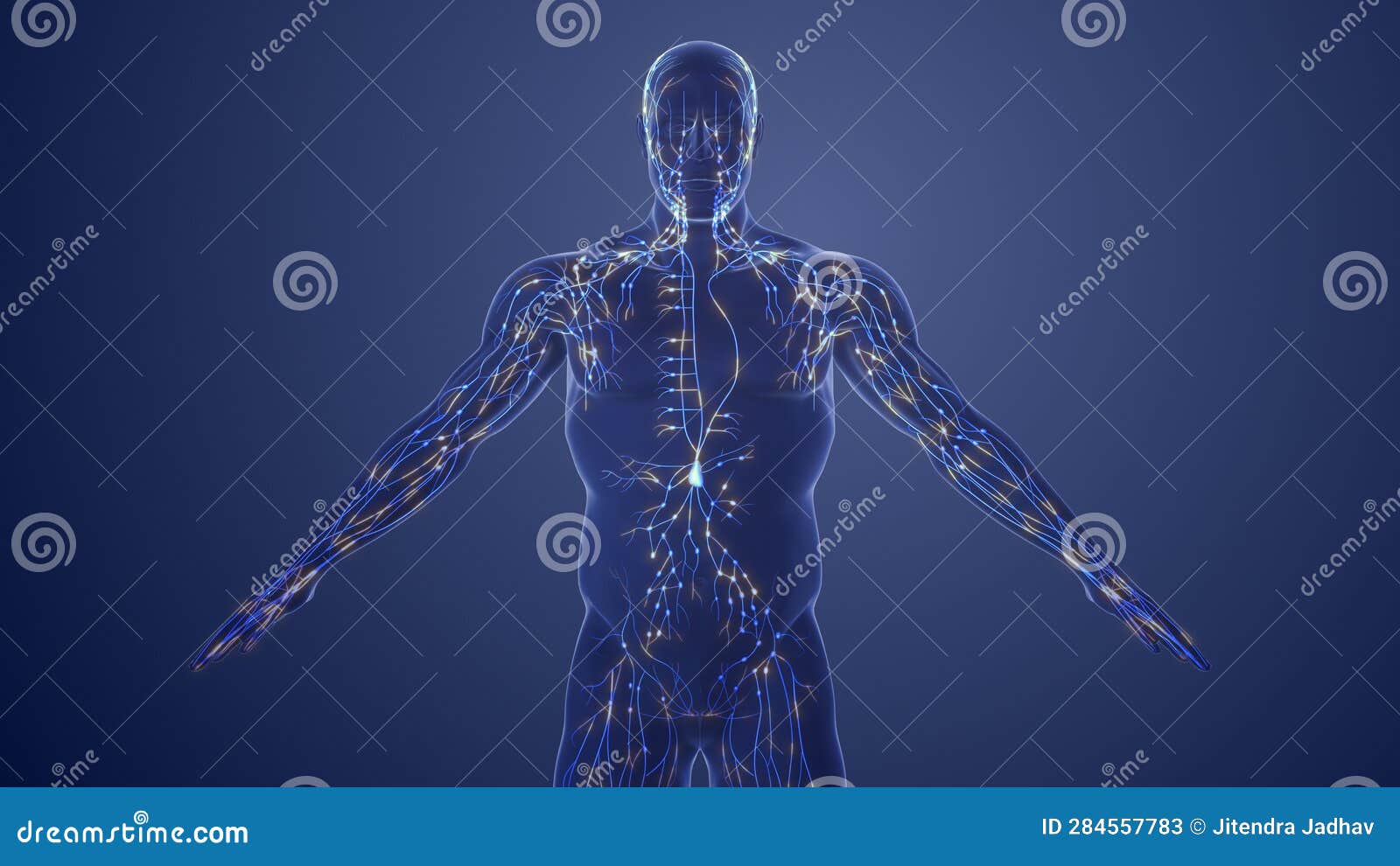 Human Lymphatic System Anatomy in 3D Stock Image - Image of organ ...