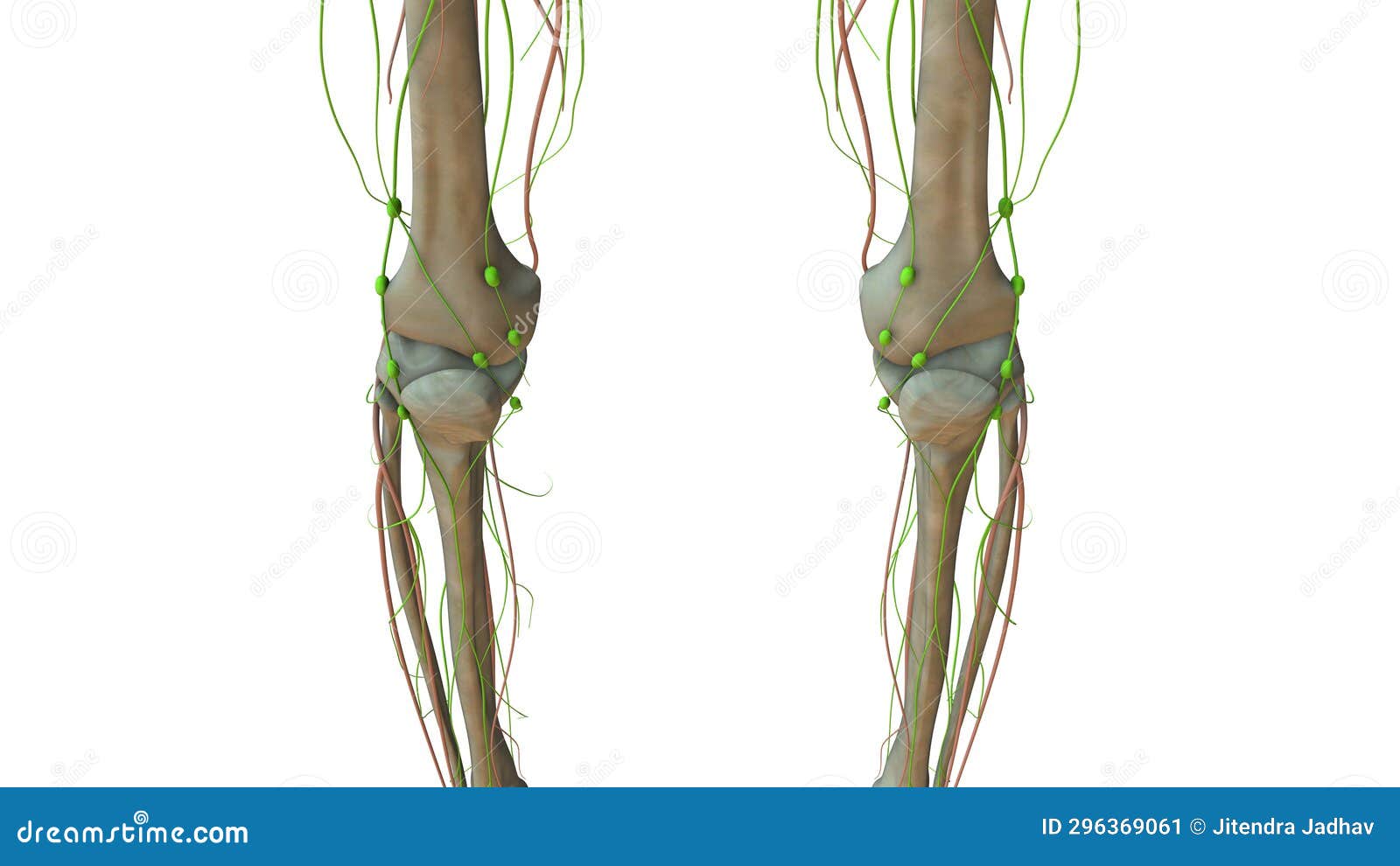 Human Lymphatic System Anatomy Stock Illustration - Illustration of ...