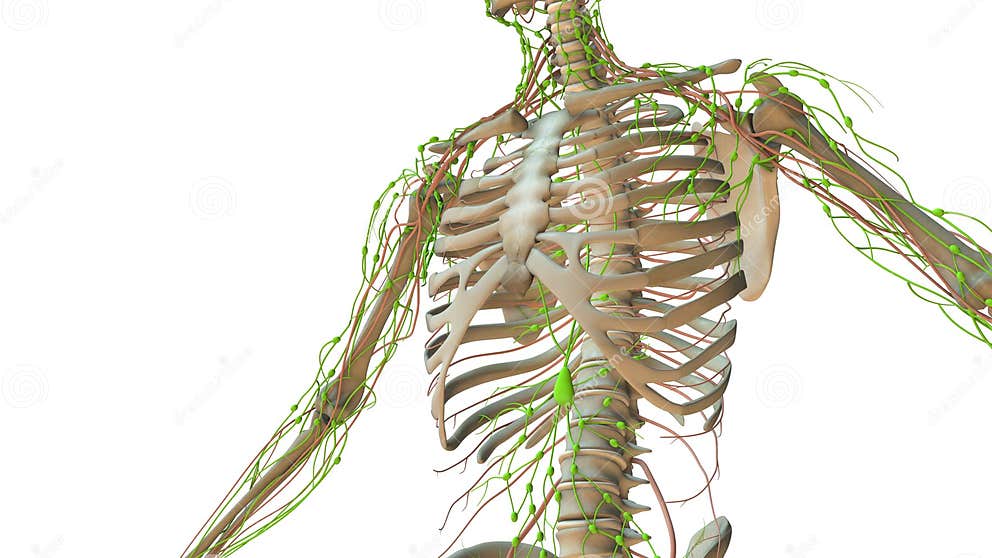 Human Lymphatic System Anatomy Animation Stock Image - Image of ...