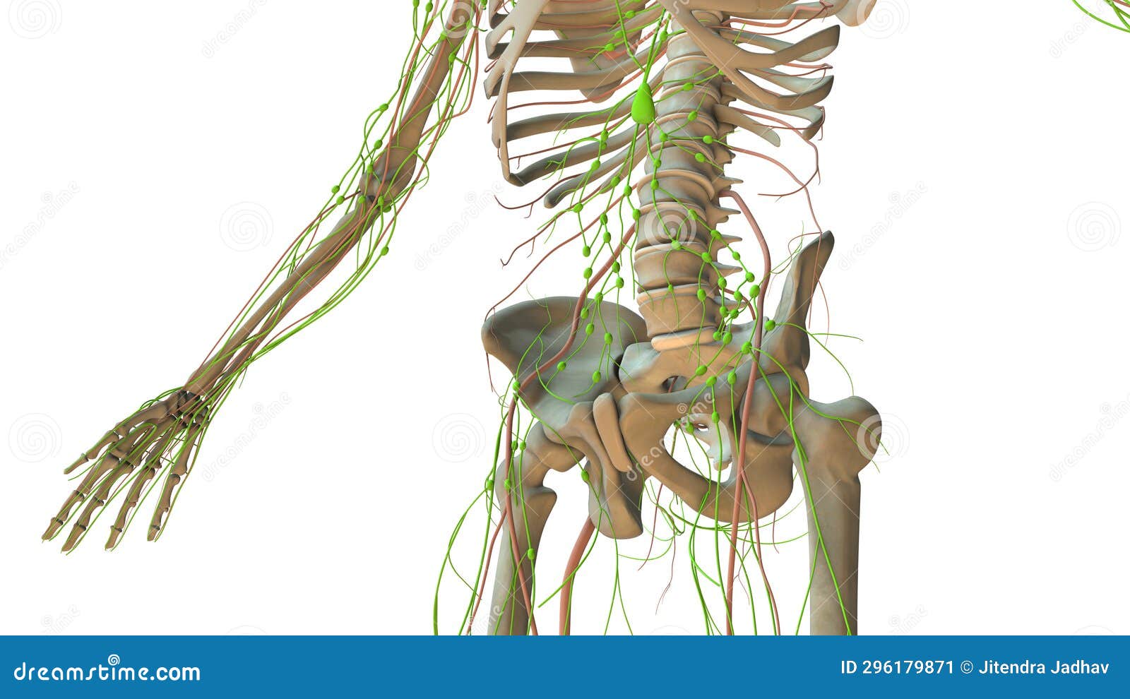 Human Lymphatic System Anatomy Animation Stock Image - Image of blood ...
