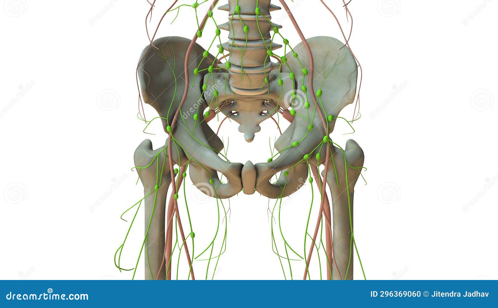 Human Lymphatic System Anatomy Stock Illustration - Illustration of ...