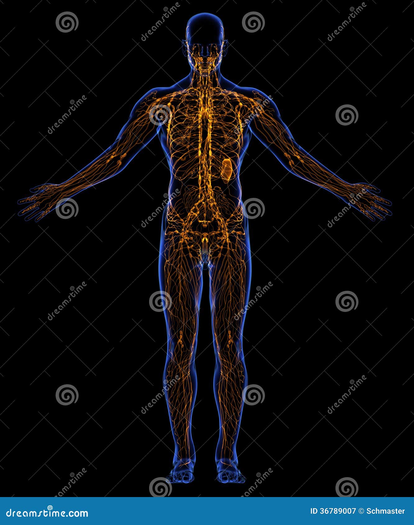 Human lymphatic system stock illustration. Illustration of computer ...