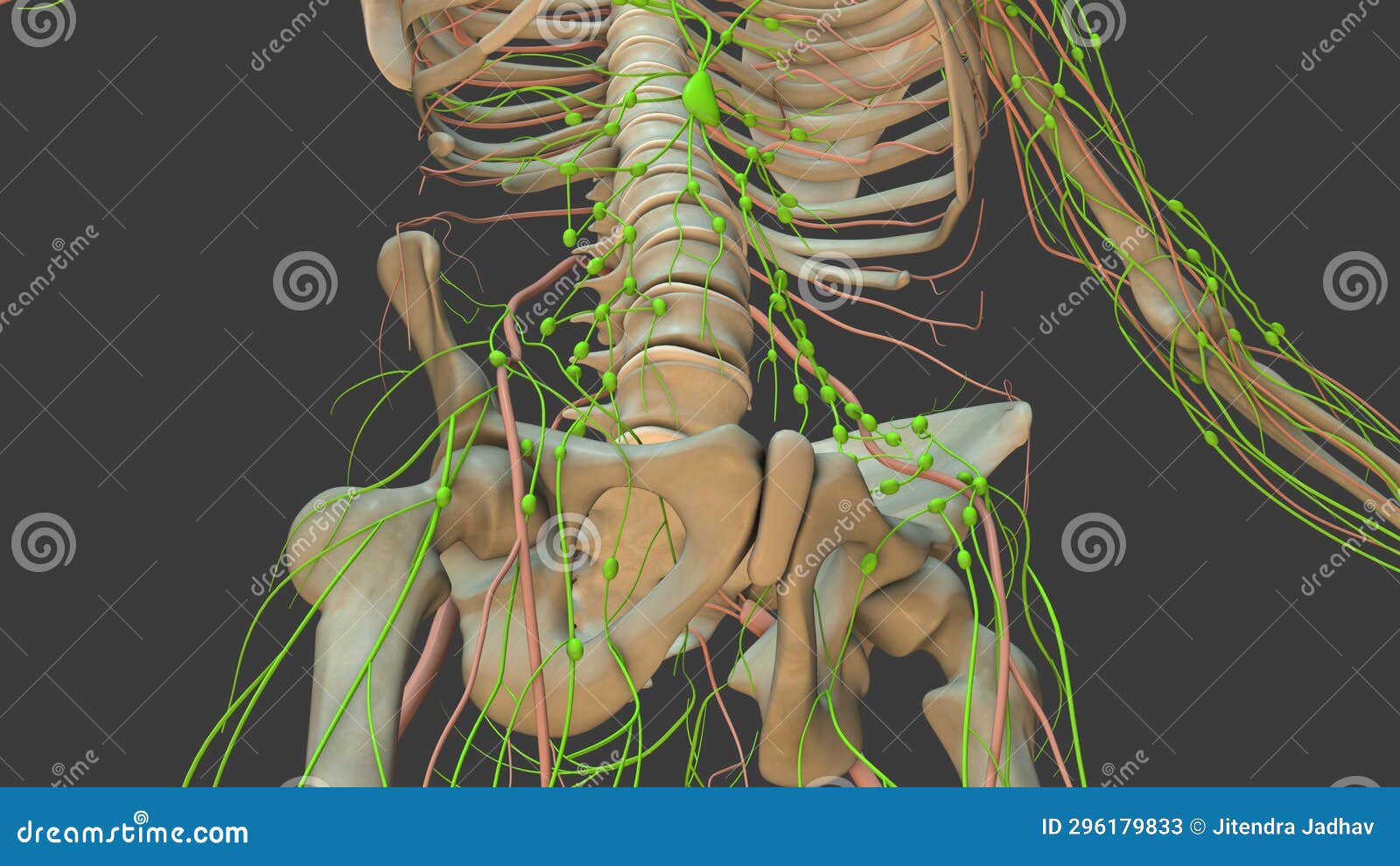 Human Lymphatic System 3d Animation Stock Illustration - Illustration ...