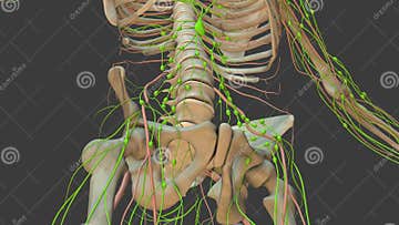 Human Lymphatic System 3d Animation Stock Illustration - Illustration ...