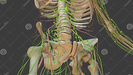 Human Lymphatic System 3d Animation Stock Illustration - Illustration ...