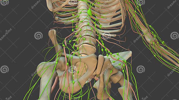 Human Lymphatic System 3d Animation Stock Illustration - Illustration ...