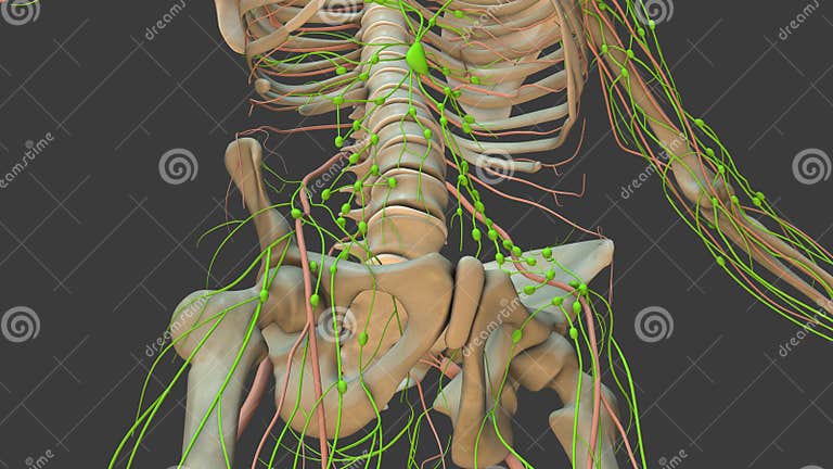 Human Lymphatic System 3d Animation Stock Illustration - Illustration ...