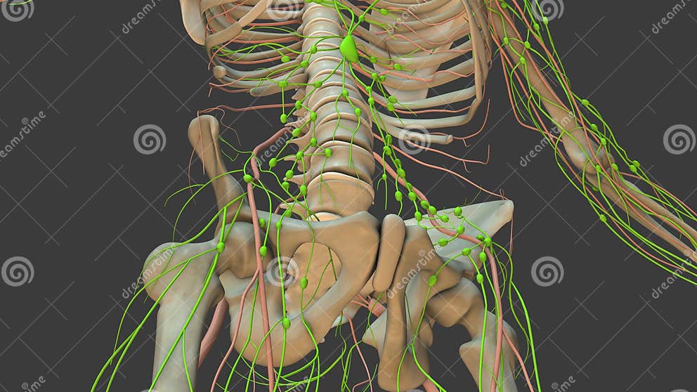Human Lymphatic System 3d Animation Stock Illustration - Illustration ...
