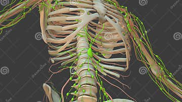 Human Lymphatic System 3d Animation Stock Illustration - Illustration ...