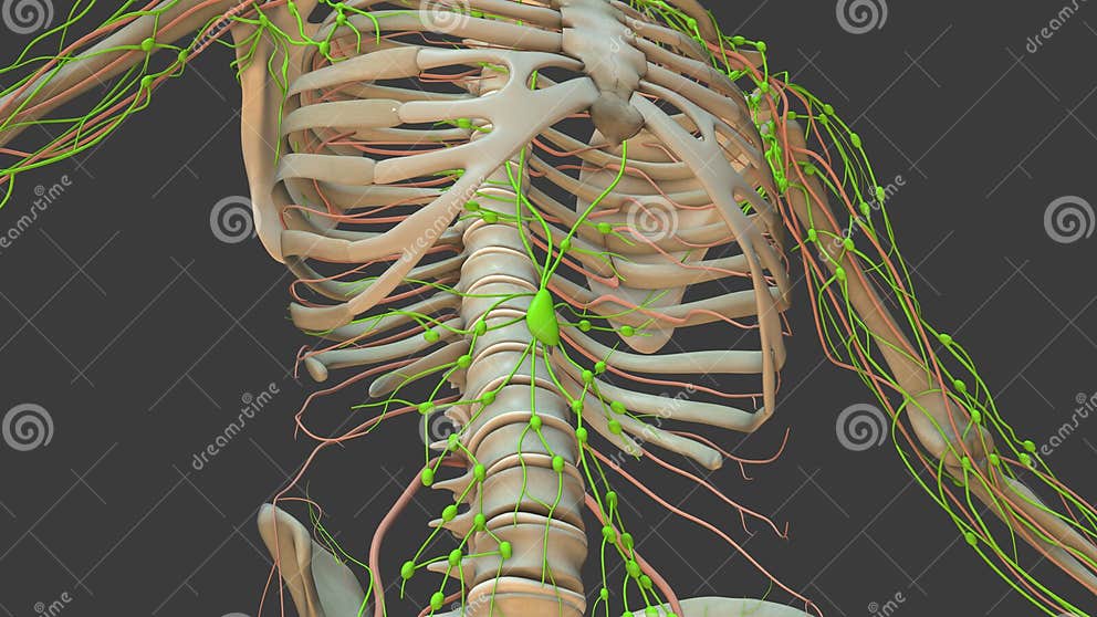 Human Lymphatic System 3d Animation Stock Illustration - Illustration ...