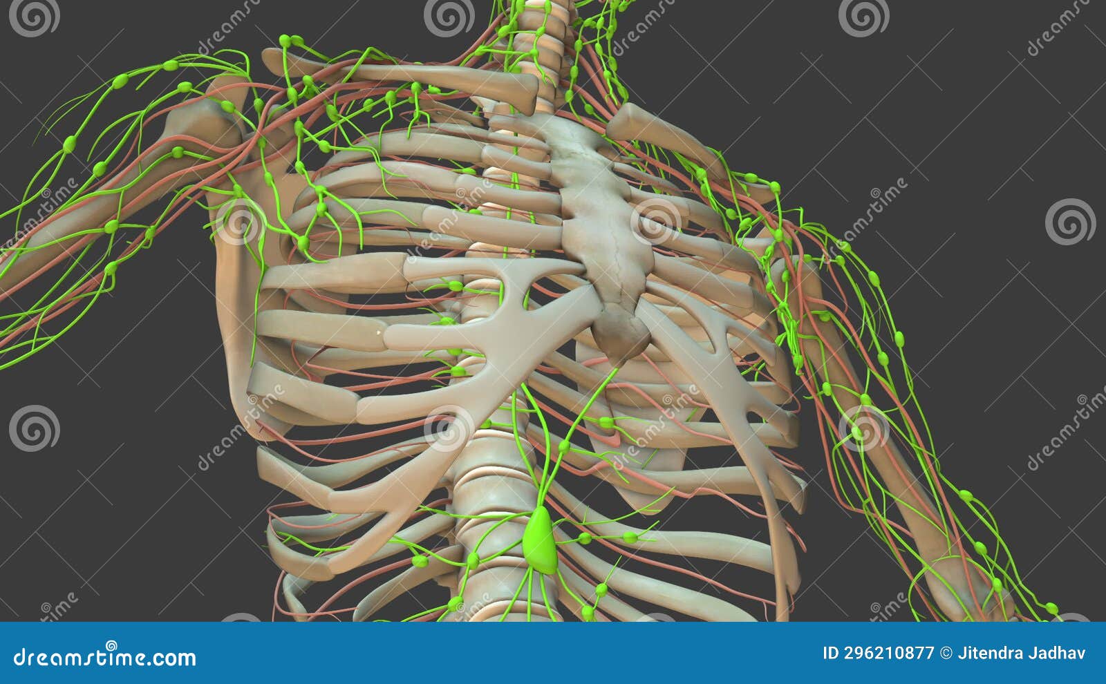 Human Lymphatic System 3d Animation Stock Video - Video of vein ...