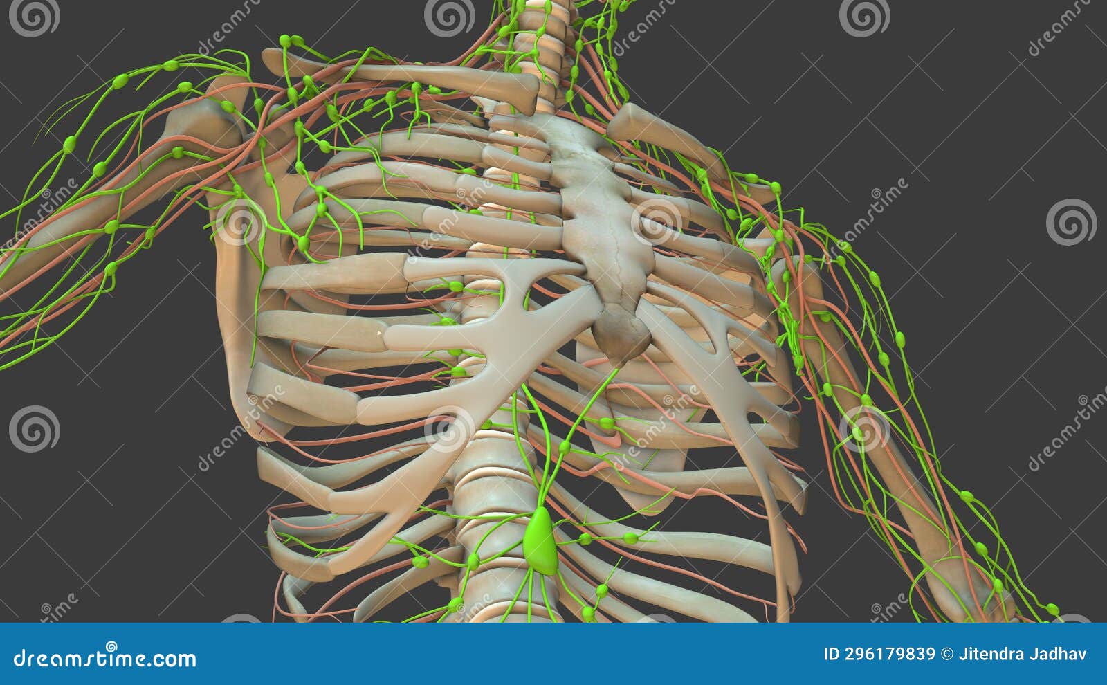 Human Lymphatic System 3d Animation Stock Image - Image of health ...