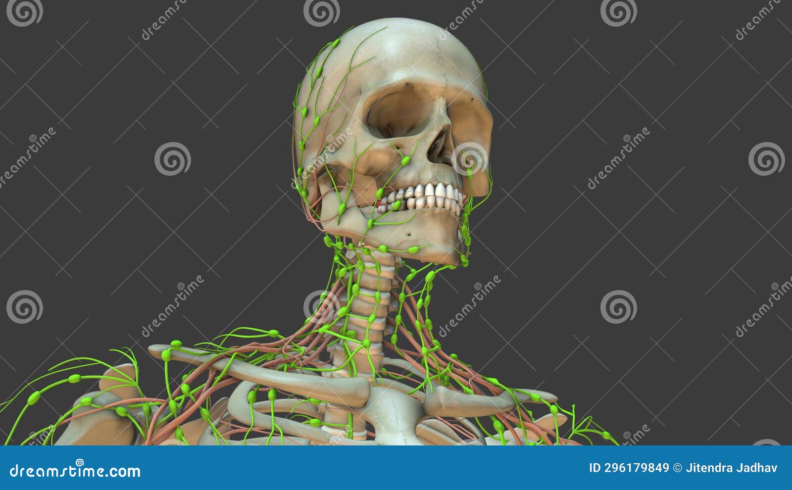 Human Lymphatic System 3d Animation Stock Illustration - Illustration ...