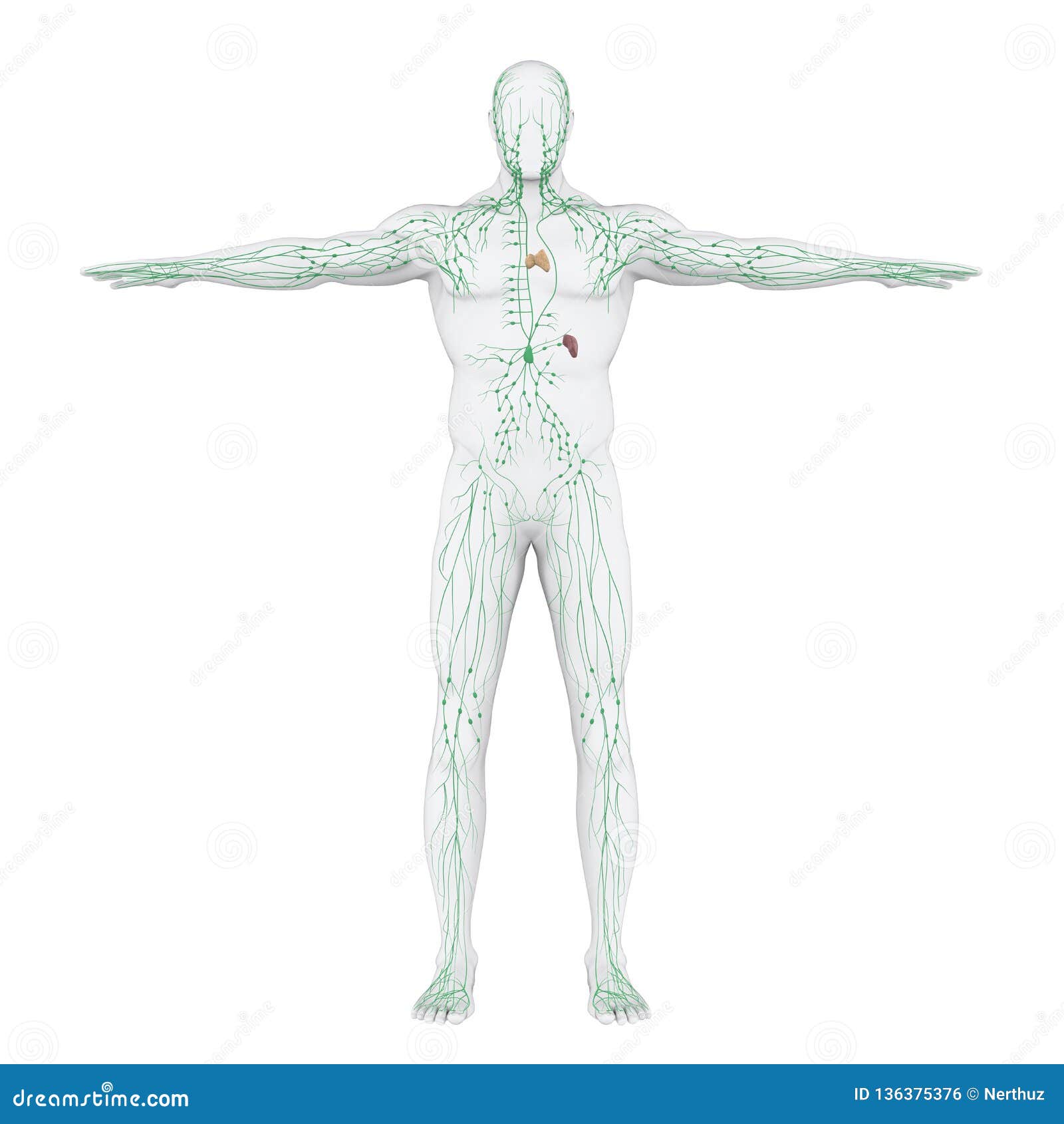 Human Lymphatic System Illustration Stock Illustration - Illustration ...