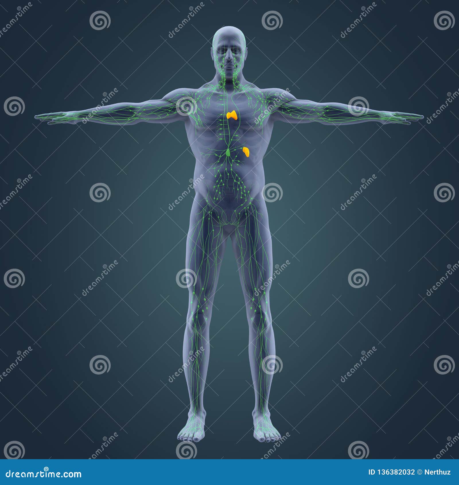 Human Lymphatic System Illustration Stock Illustration - Illustration ...