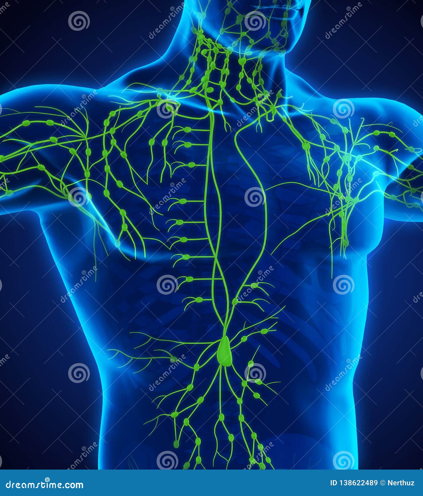 Human Lymphatic System Illustration Stock Illustration - Illustration ...
