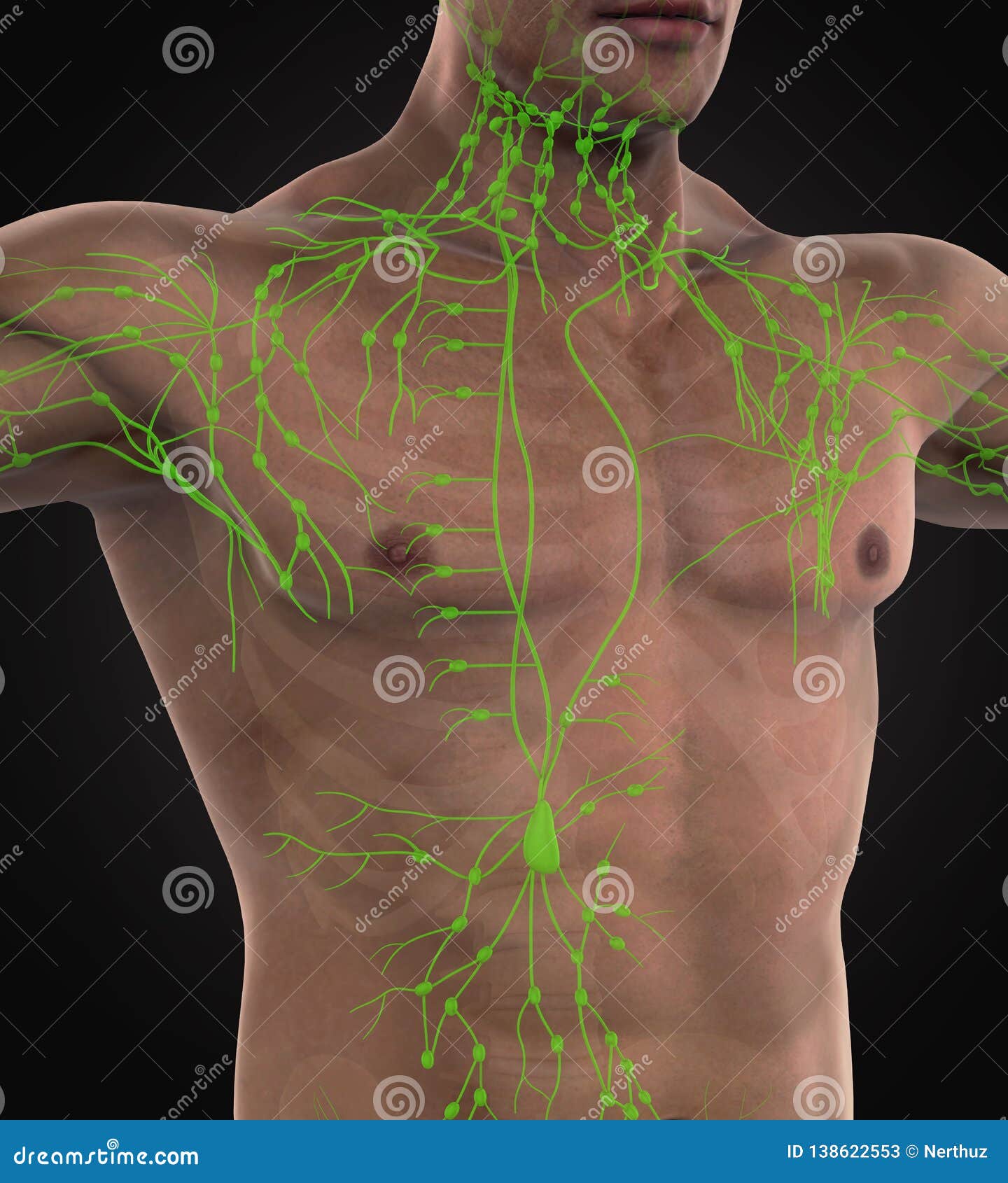 Human Lymphatic System Illustration Stock Illustration - Illustration ...