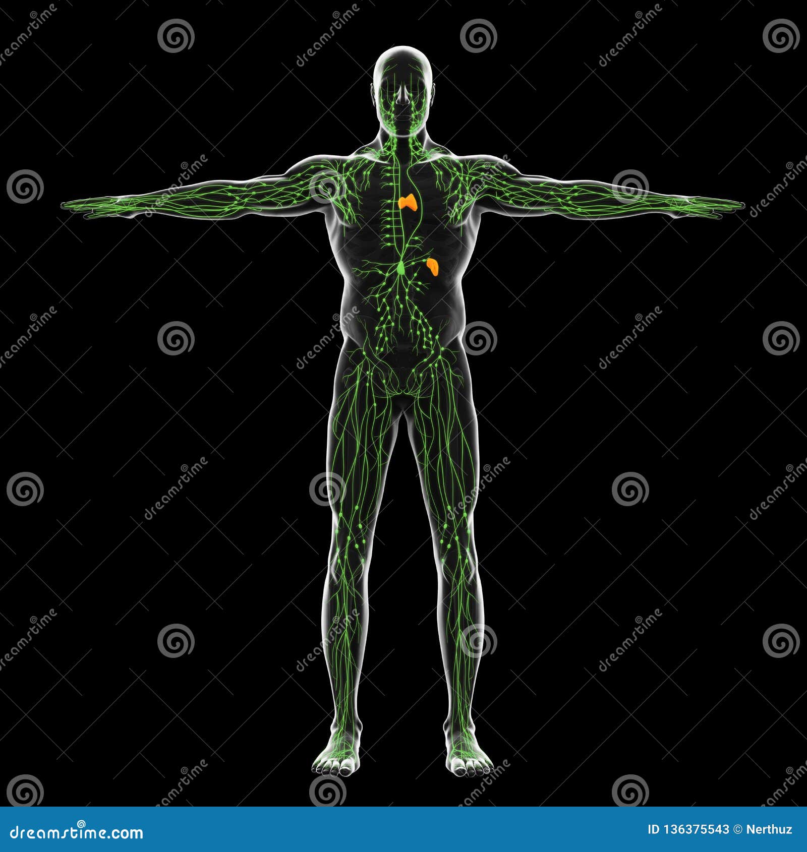 Human Lymphatic System Illustration Stock Illustration - Illustration ...