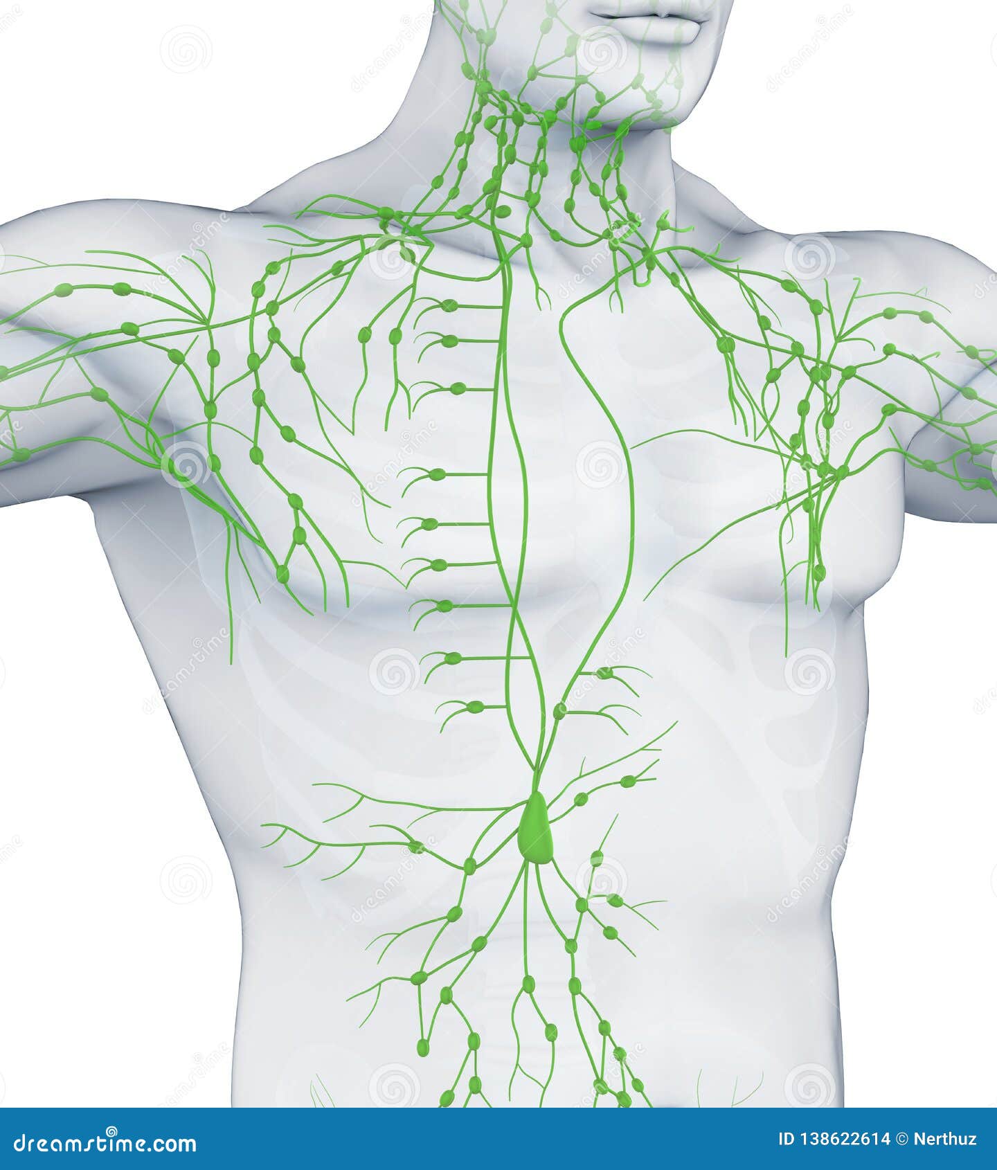 Human Lymphatic System Illustration Stock Illustration - Illustration ...