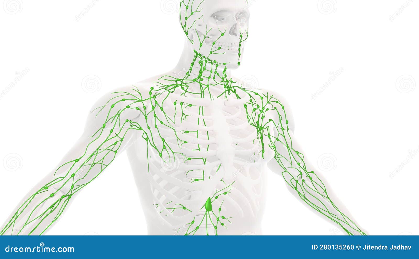 Lymphatic Organs Primary Lymphoid Tissues Secondary Lymphoid Tissues ...