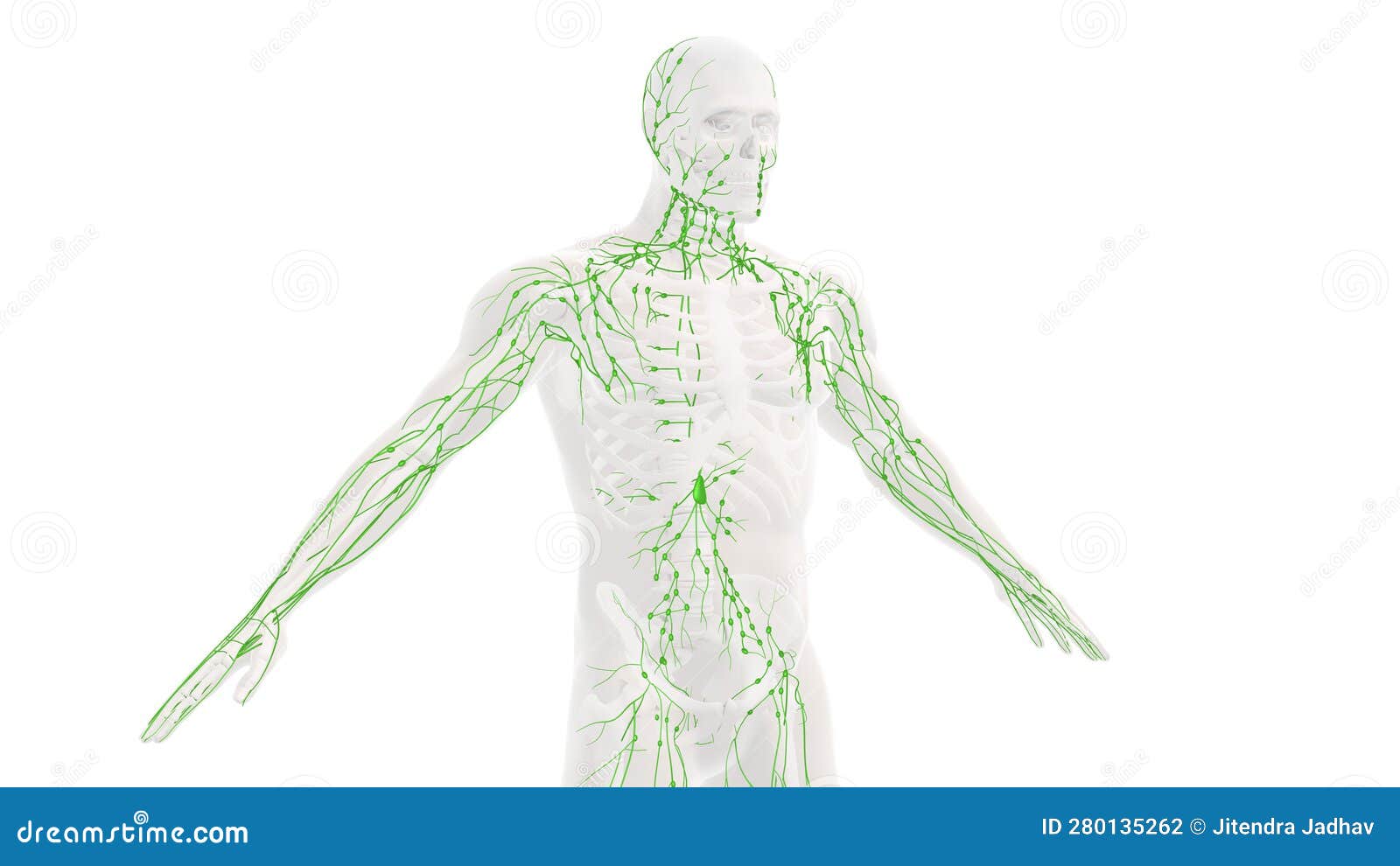Human Lymphatic System Anatomical Structure Royalty-Free Stock Photo ...