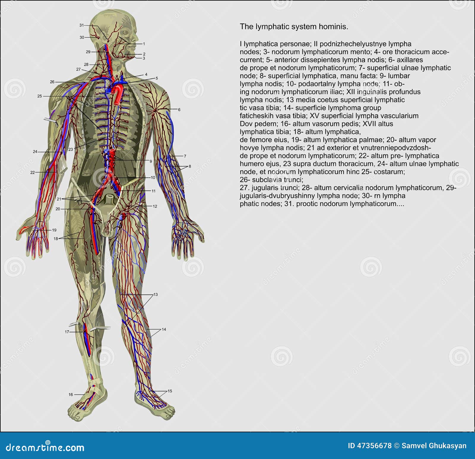 The Abdominal Lymphatic System Stock Illustration | CartoonDealer.com ...