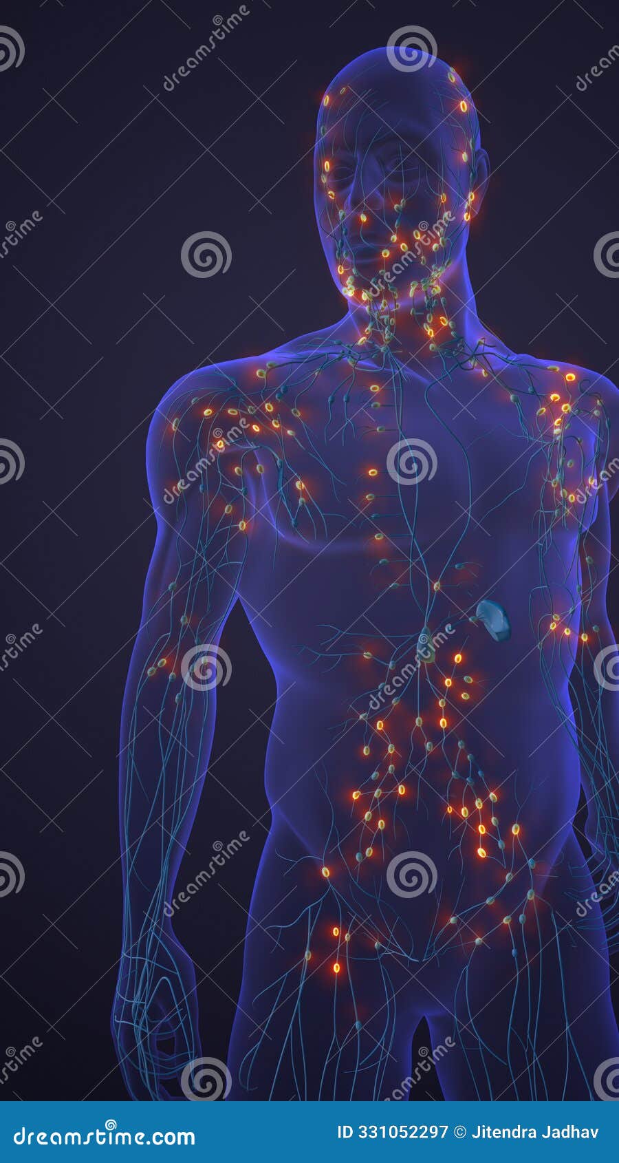 Human Lymphatic Vessel Pathway and Immune Support System Stock ...