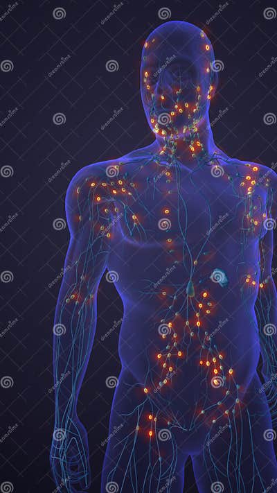 Human Lymphatic Vessel Pathway and Immune Support System Stock ...